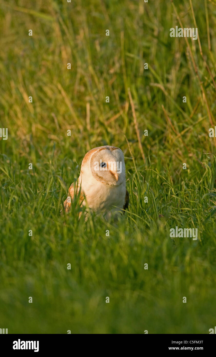 Barn owl in field hi-res stock photography and images - Alamy