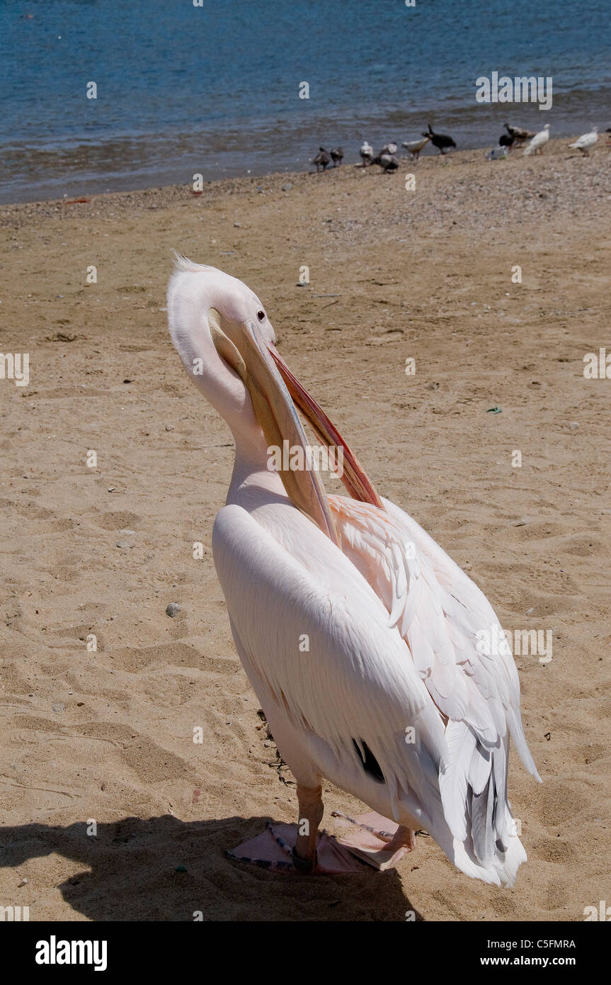 Mykonos Greece is home to some interesting sights, such as Petros ...