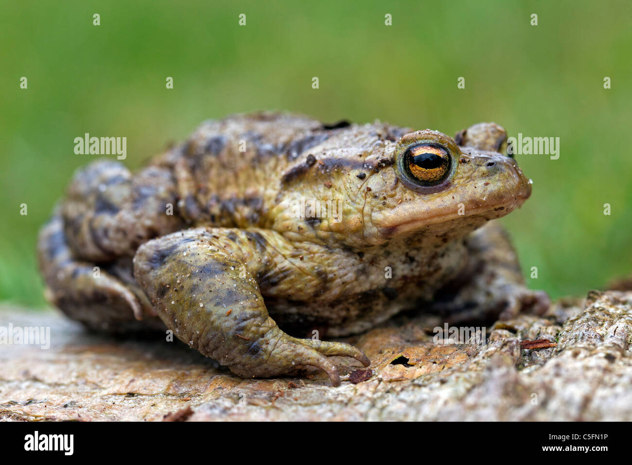 Bufo bufo hi-res stock photography and images - Alamy