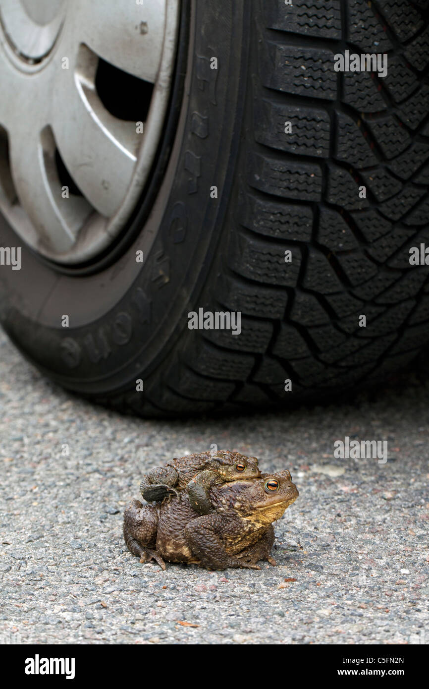 Common Toad / European Toad (Bufo bufo) pair in front of car tire ...