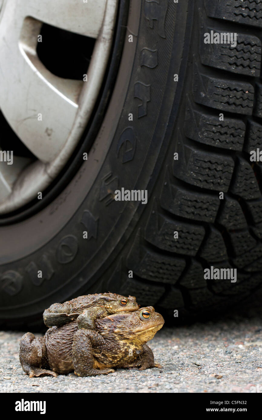 Common Toad / European Toad (Bufo bufo) pair in front of car tire ...