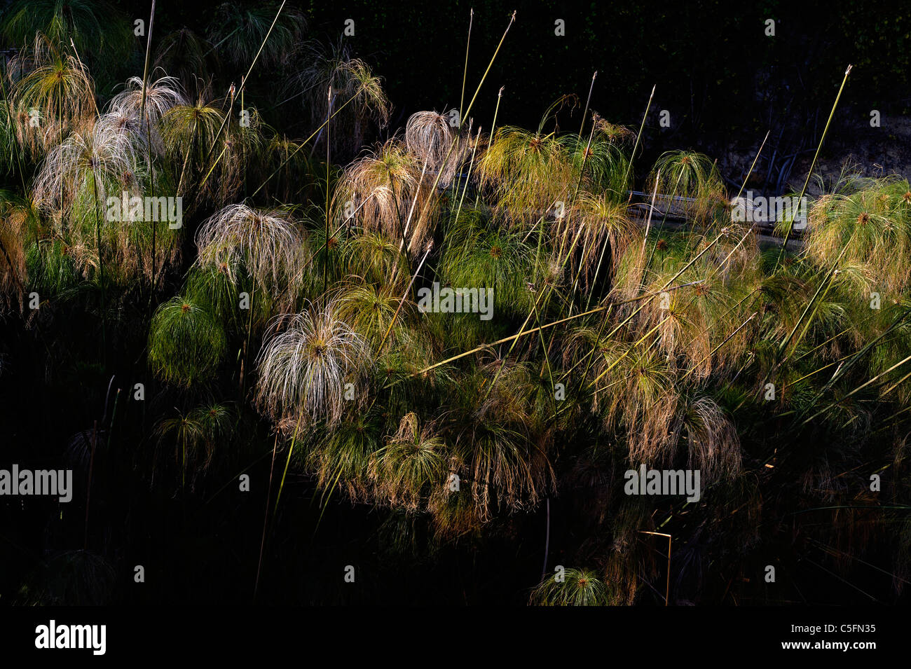 Fonte Aretusa in Ortigia, Syrakusa, Sicily, Italy Stock Photo - Alamy