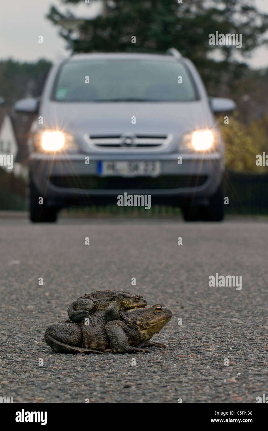 Common Toad / European Toad (Bufo bufo) pair in front of car migrating ...
