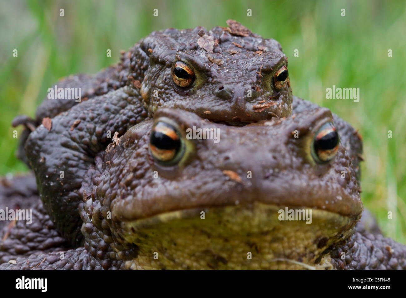 Common Toad / European Toad (Bufo bufo) pair migrating in amplexus to ...