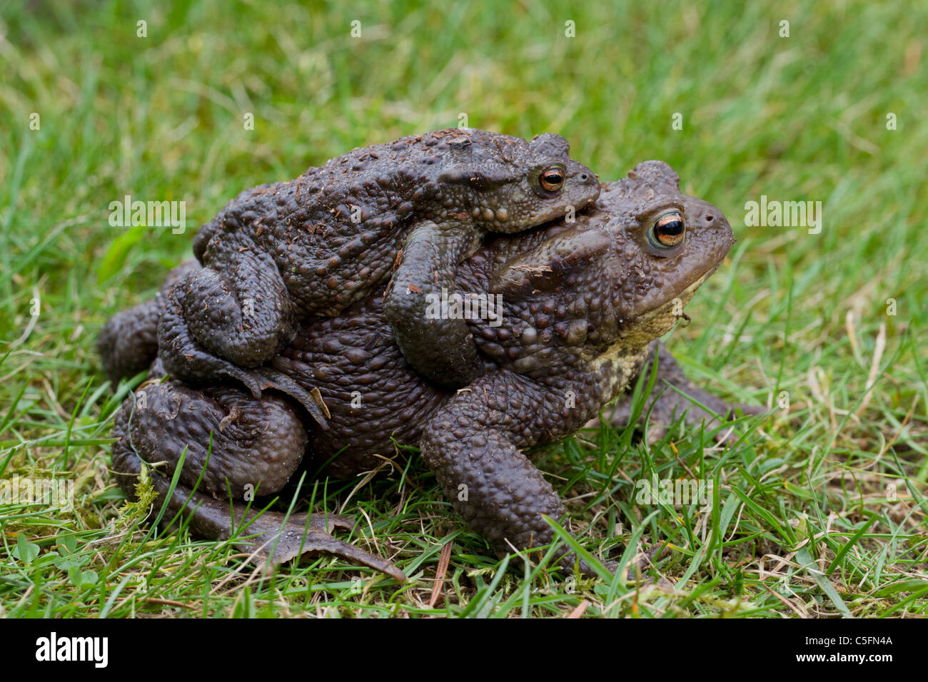 Common Toad / European Toad (Bufo bufo) pair migrating in amplexus to ...