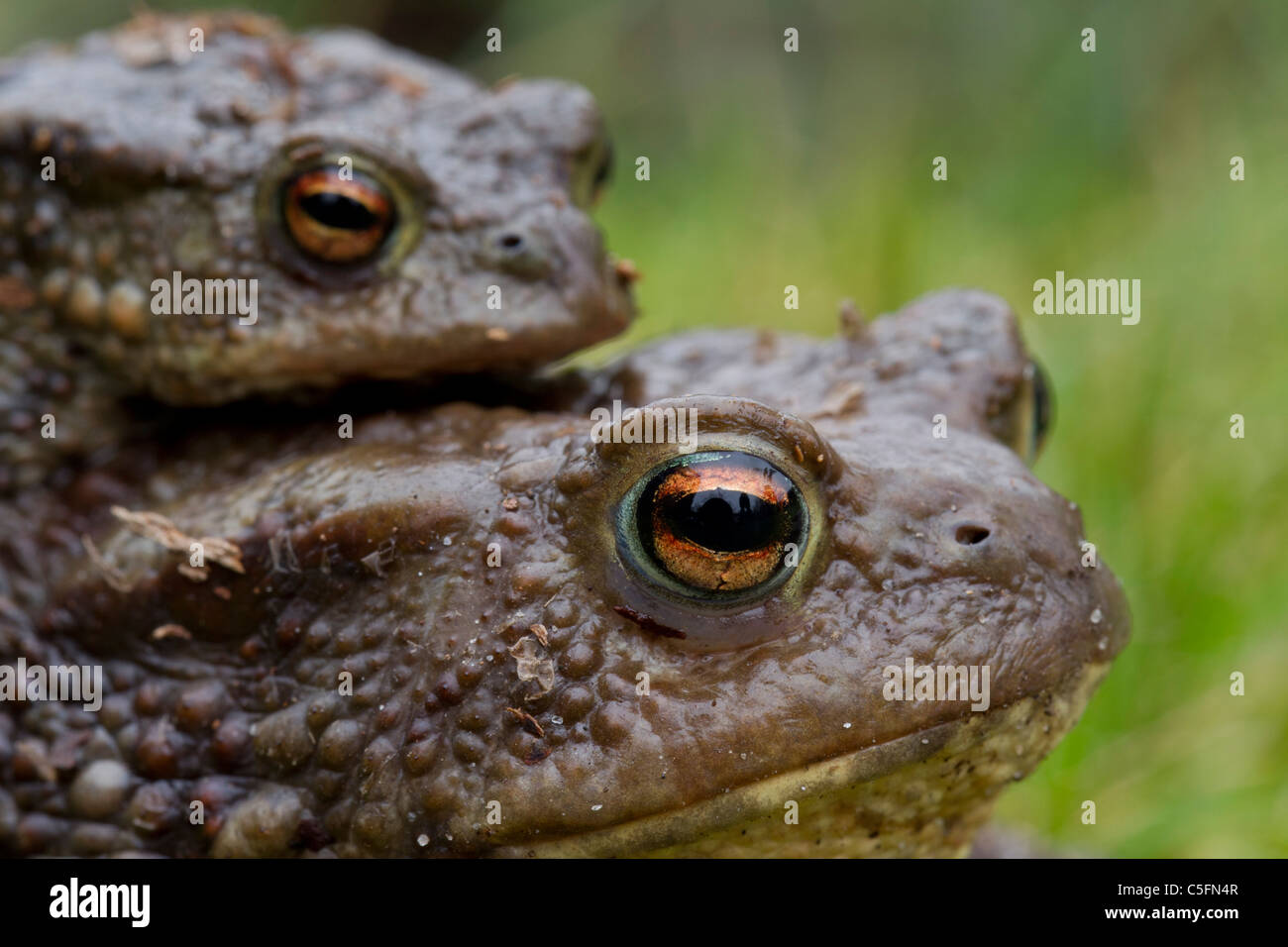 Common Toad / European Toad (Bufo bufo) pair migrating in amplexus to breeding pond in spring ...