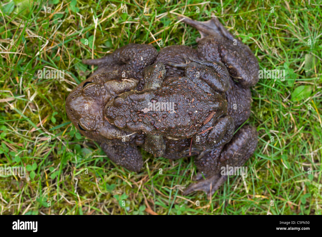 Common Toad / European Toad (Bufo bufo) pair migrating in amplexus to breeding pond in spring ...