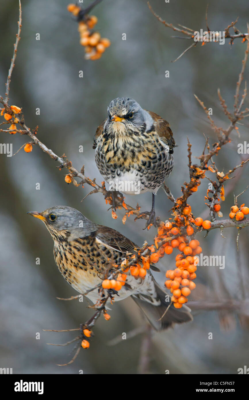 Fieldfares (Turdus pilaris) feeding on Sea buckthorn (Hippophae ...