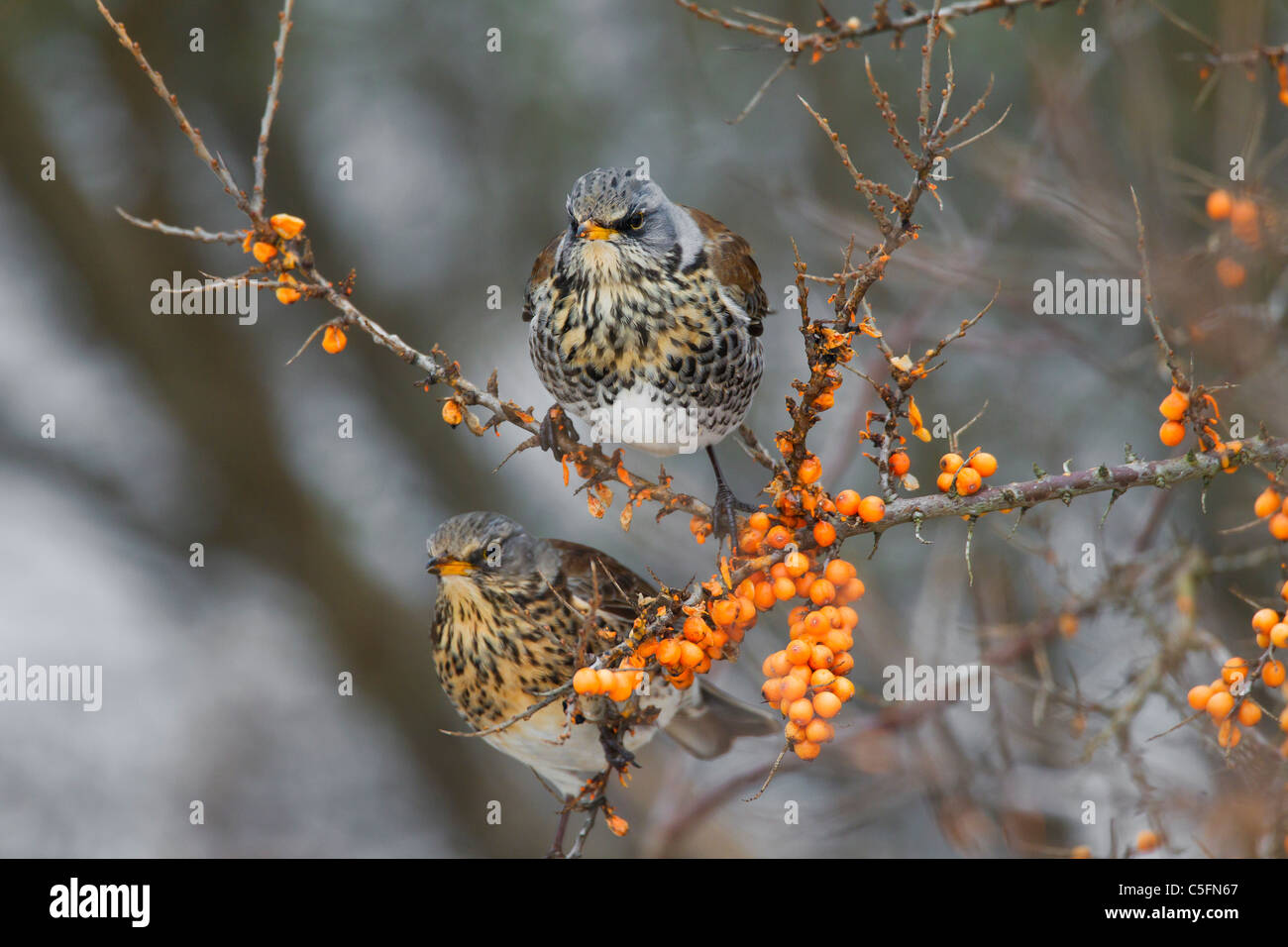 Fieldfares (Turdus pilaris) feeding on Sea buckthorn (Hippophae ...