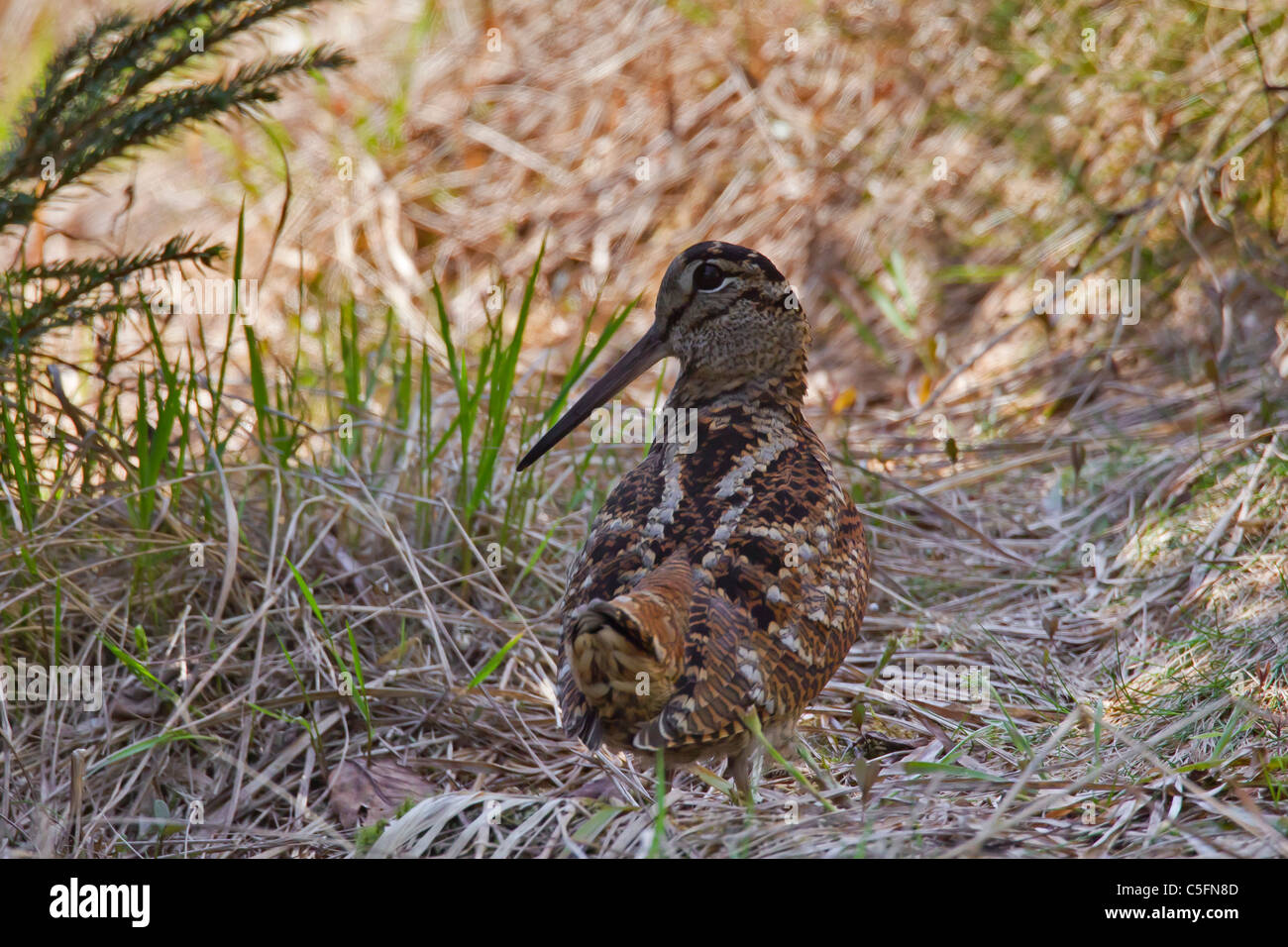 Eurasian Woodcock (Scolopax rusticola) on the ground in woodland in ...