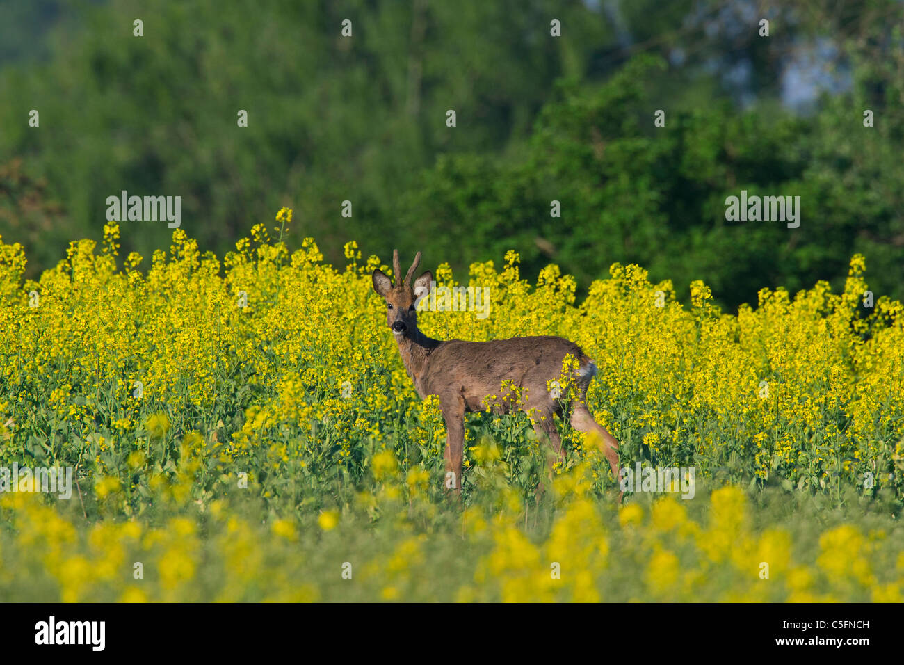 Roe deer (Capreolus capreolus), young buck with antlers covered in ...