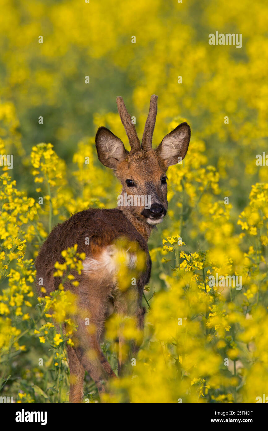 Roe deer (Capreolus capreolus), young buck with antlers covered in ...