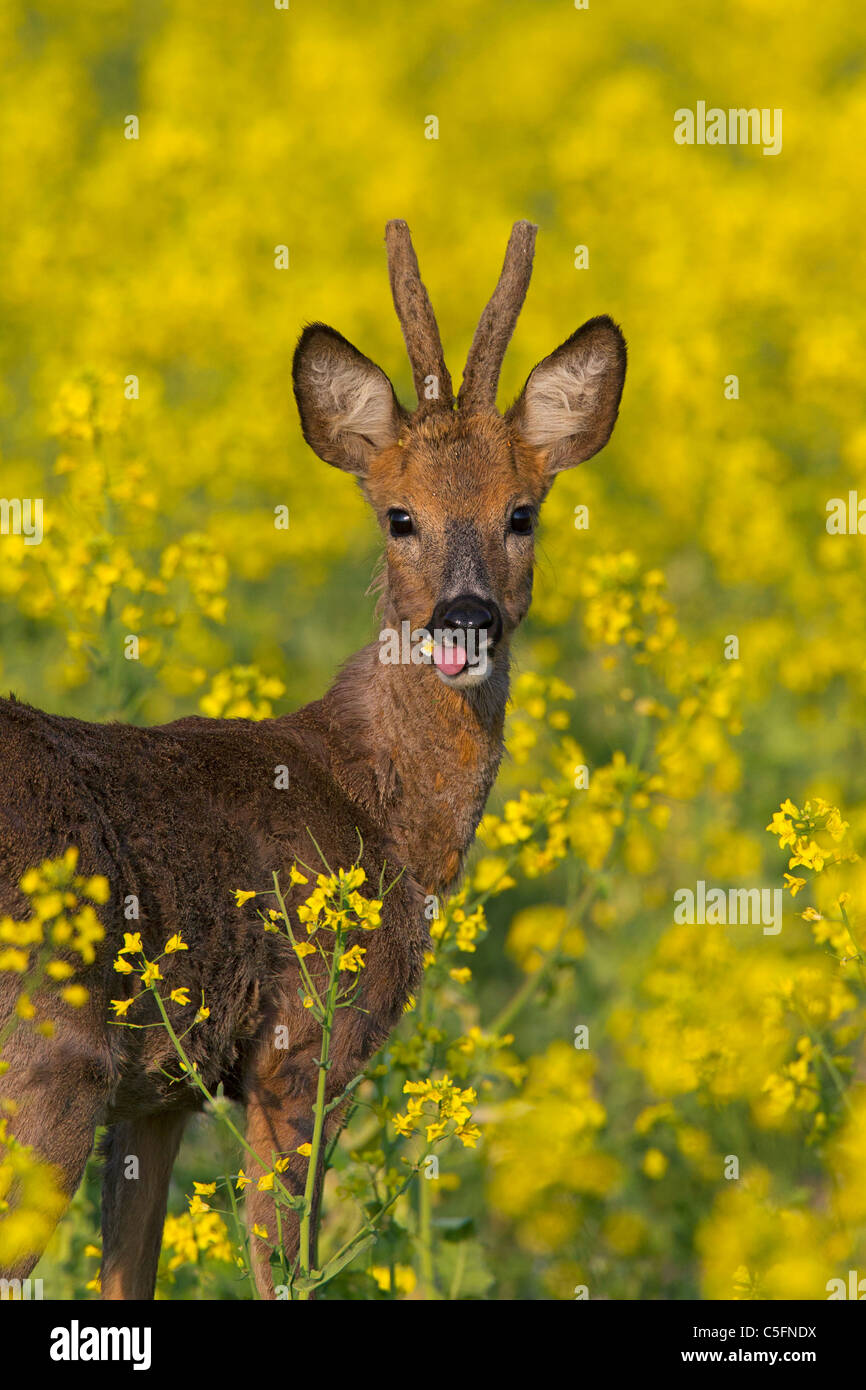 Roe deer (Capreolus capreolus), young buck with antlers covered in ...