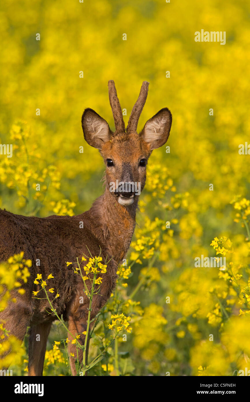Roe deer (Capreolus capreolus), young buck with antlers covered in ...