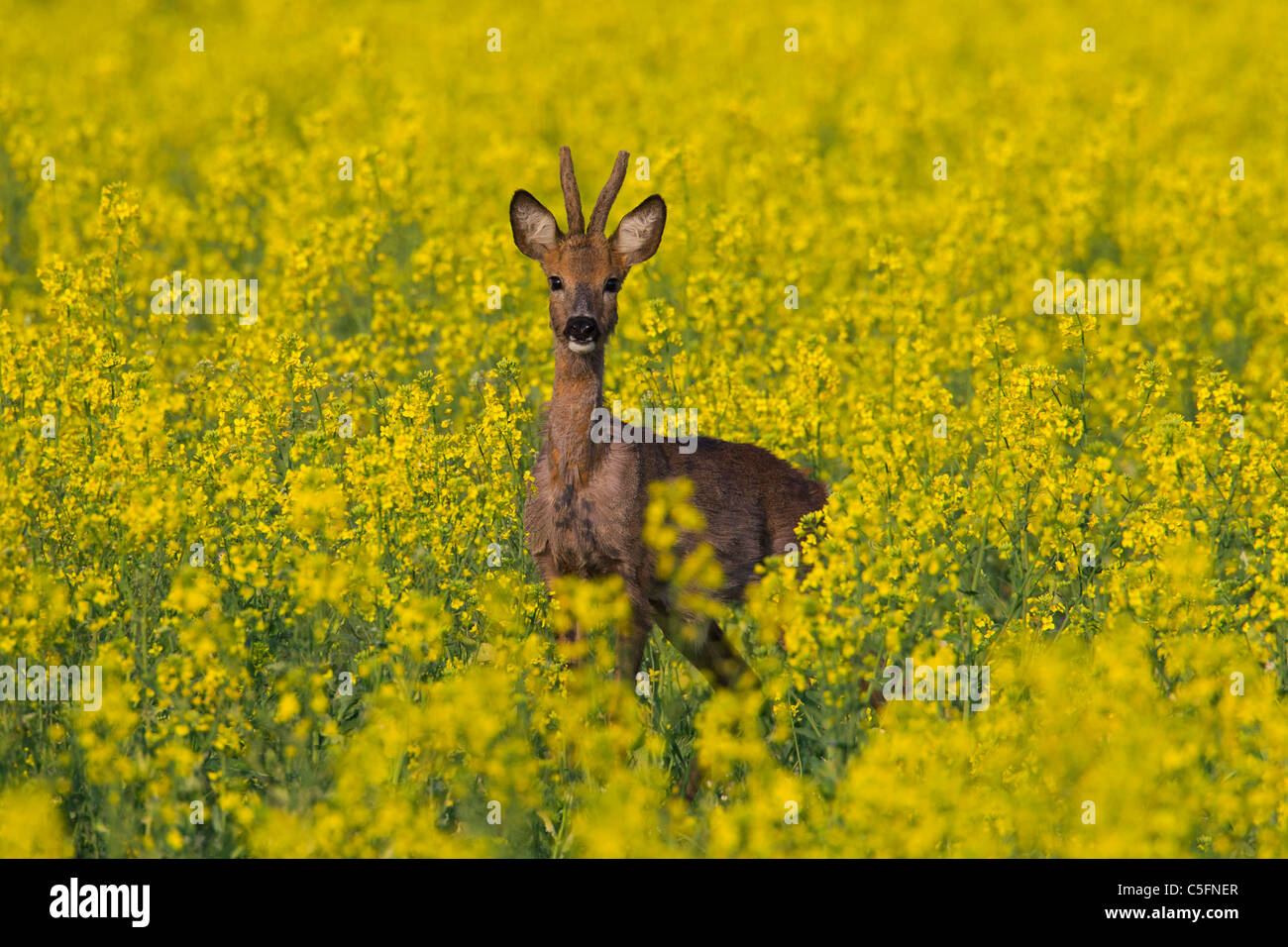 Roe deer (Capreolus capreolus), young buck with antlers covered in ...