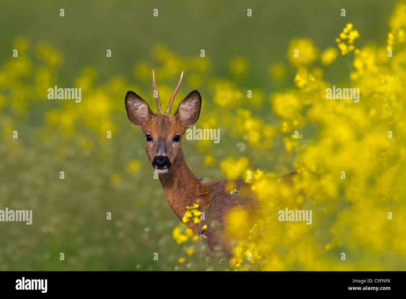 Roe deer (Capreolus capreolus), young buck in a flowering rape field ...