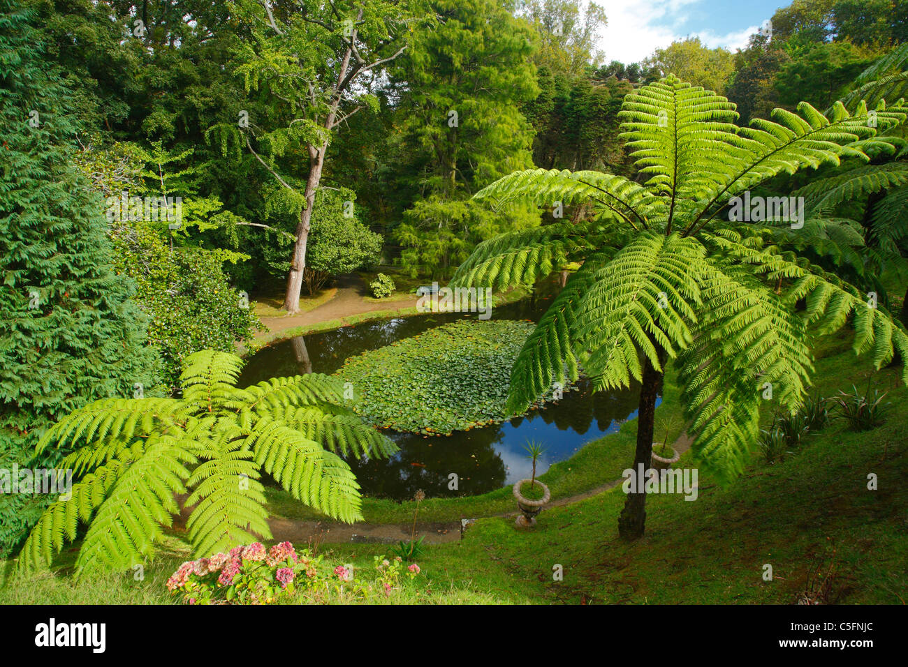 Tree ferns in Parque Terra Nostra. Furnas, Sao Miguel island, Azores ...