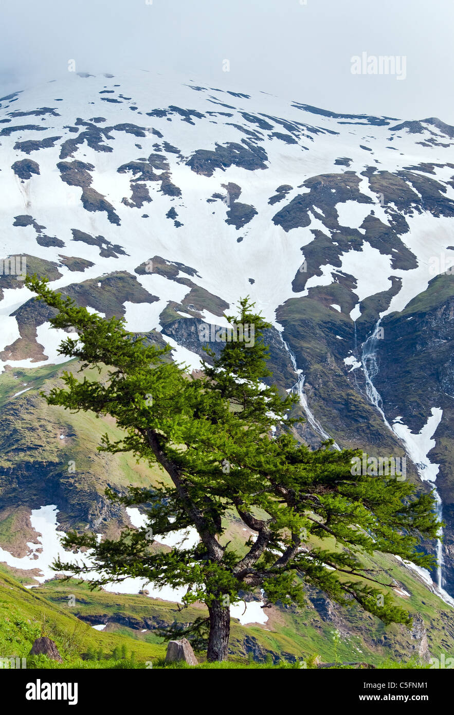 Tranquil summer Alps mountain view with lonely pine tree Stock Photo ...