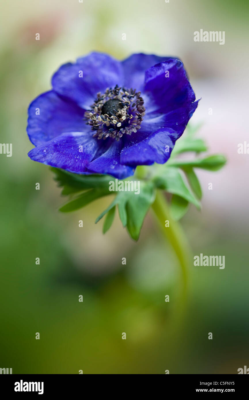 Anemone De Caen flower windflower Stock Photo - Alamy