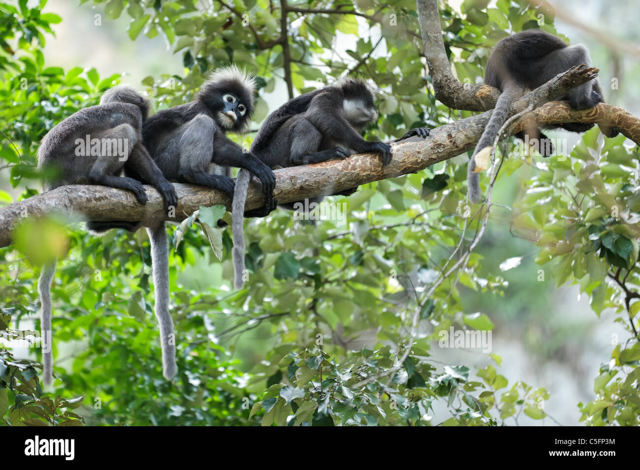 four dusky leaf monkeys sitting on tree branch, thailand Stock Photo - Alamy