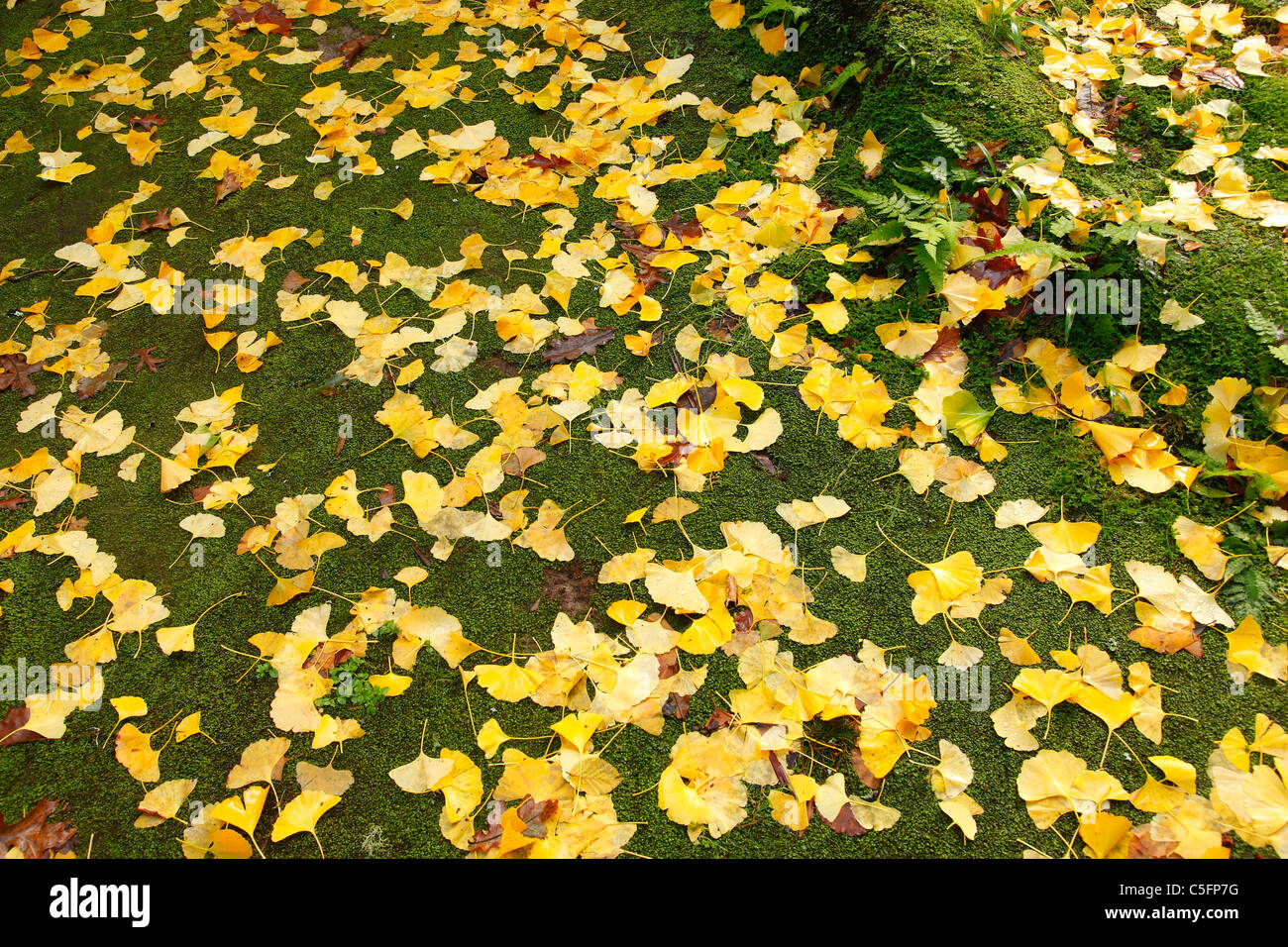 Ginkgo biloba leaves fallen on the ground in Autumn Stock Photo - Alamy