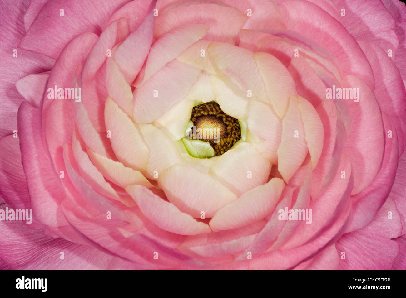 Ranunculus success 'R. Be Shanghai Renoncule buttercup pink Stock Photo ...