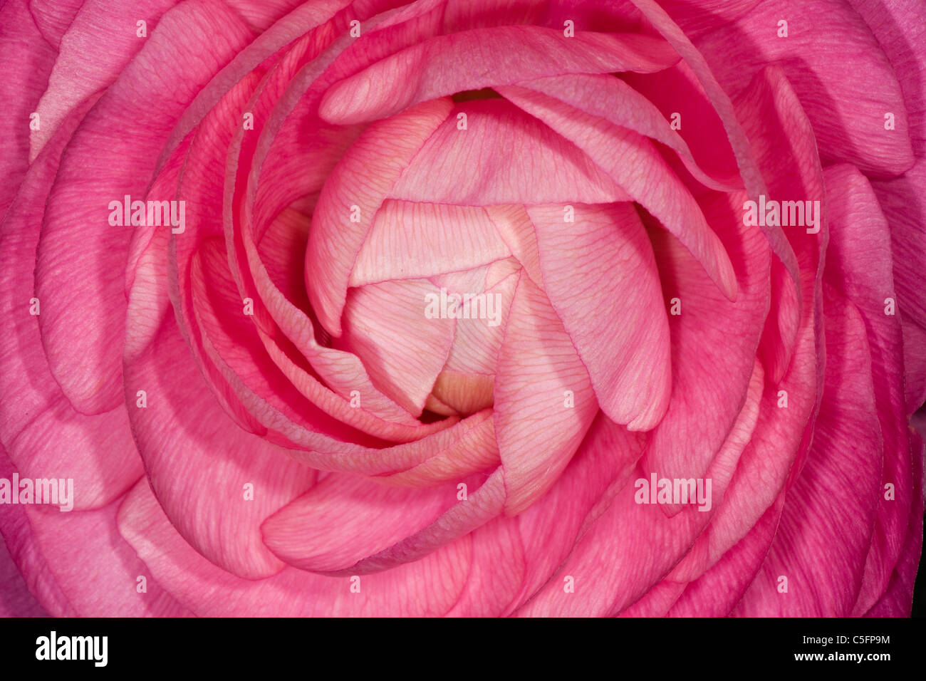 Ranunculus success 'R. Be Shanghai Renoncule buttercup pink Stock Photo ...