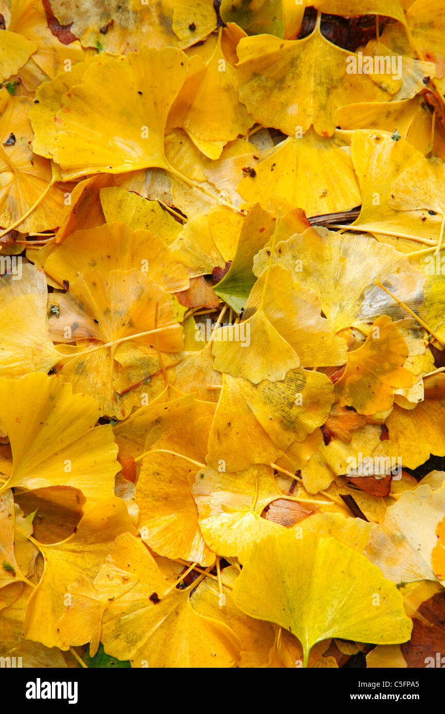 Ginkgo biloba leaves fallen on the ground in Autumn Stock Photo - Alamy