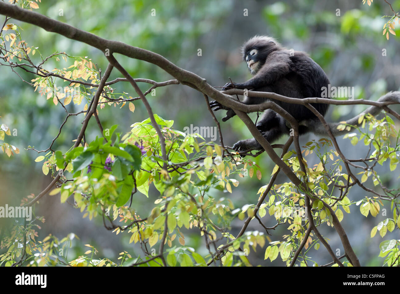 dusky leaf monkey sitting on tree branch, thailand Stock Photo - Alamy