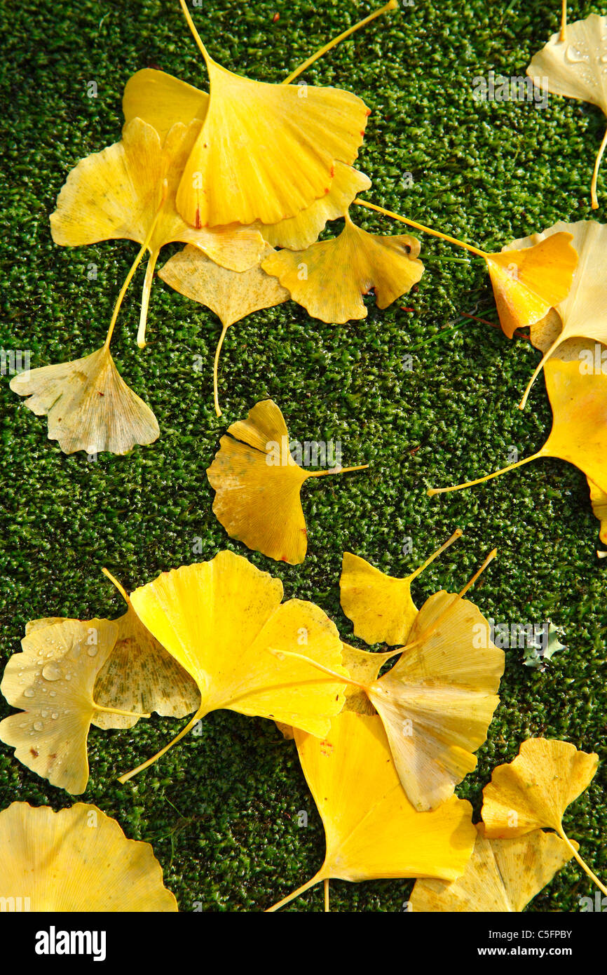 Ginkgo biloba leaves fallen on the ground in Autumn Stock Photo - Alamy