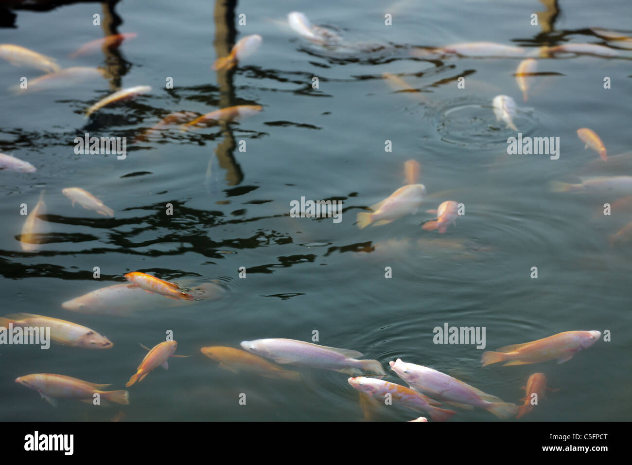 Goldfish farm hi-res stock photography and images - Alamy