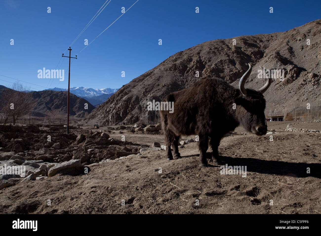 A zo, half yak and half cow is seen here on the farmlands of Igoo ...