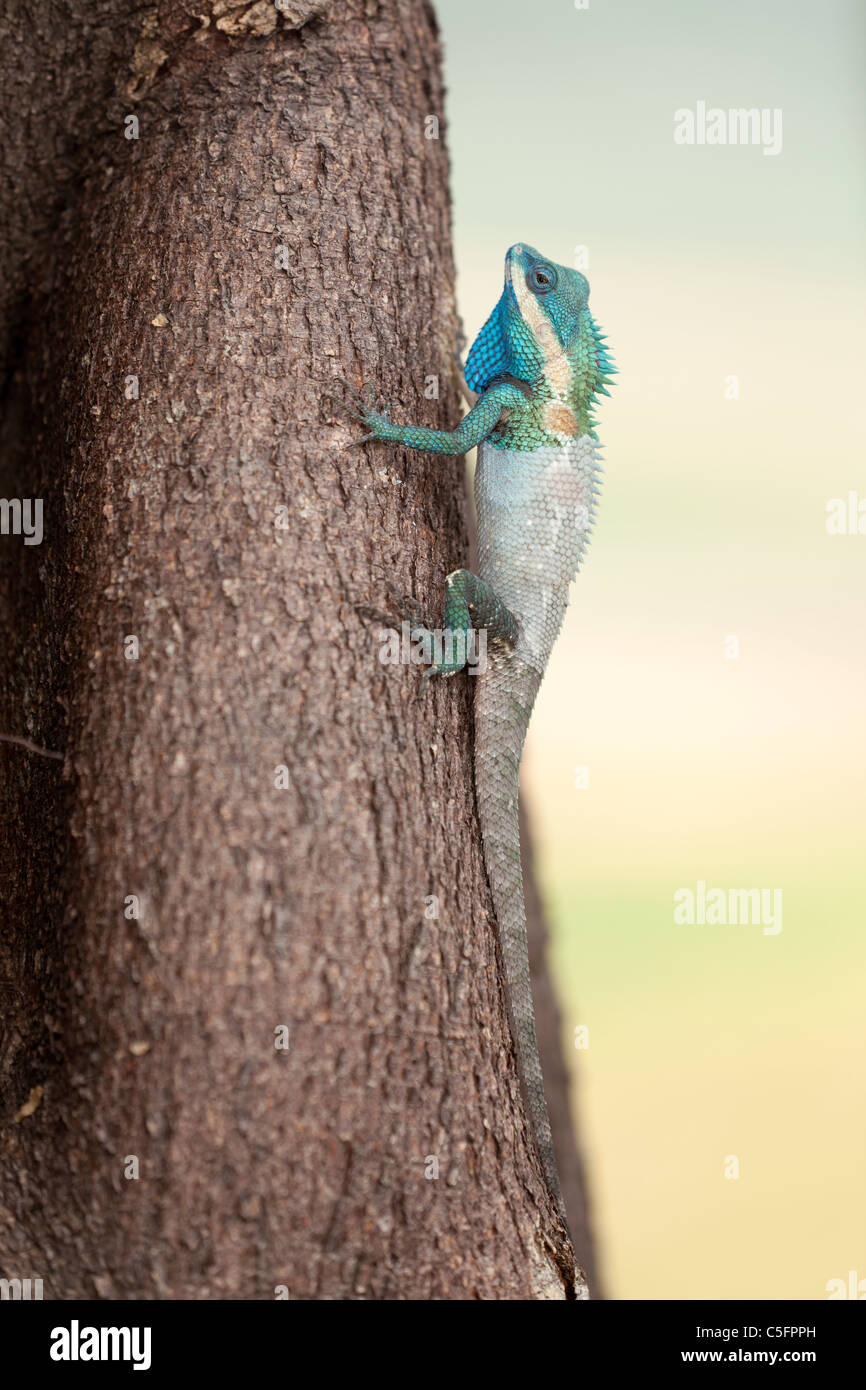 blue crested lizard Calotes mystaceus climbing on tree trunk, thailand ...