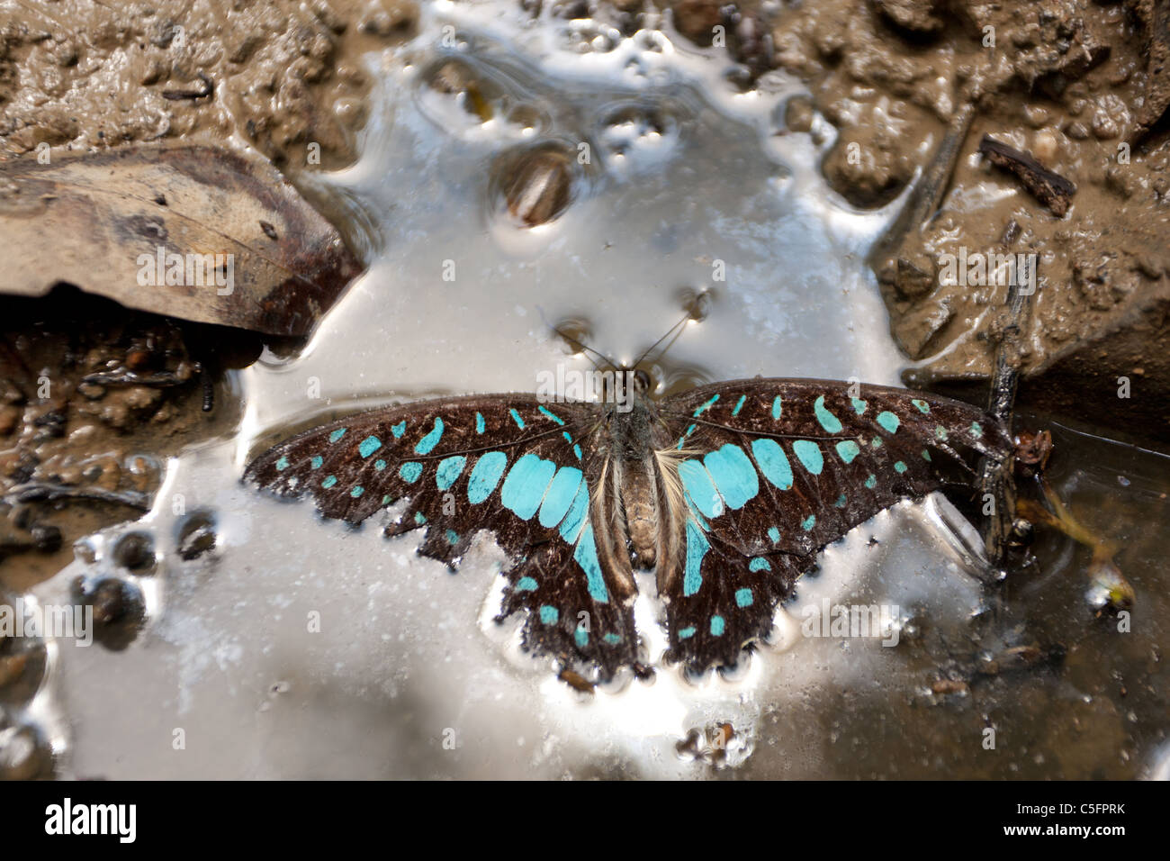 butterfly Graphium sarpedon luctatius drowned in puddle, thailand Stock ...
