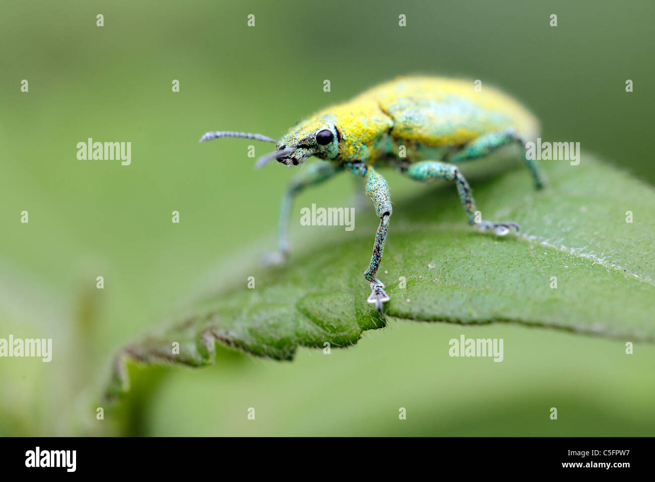 gold dust weevil Hypomeces squamosus on leaf, thailand Stock Photo - Alamy