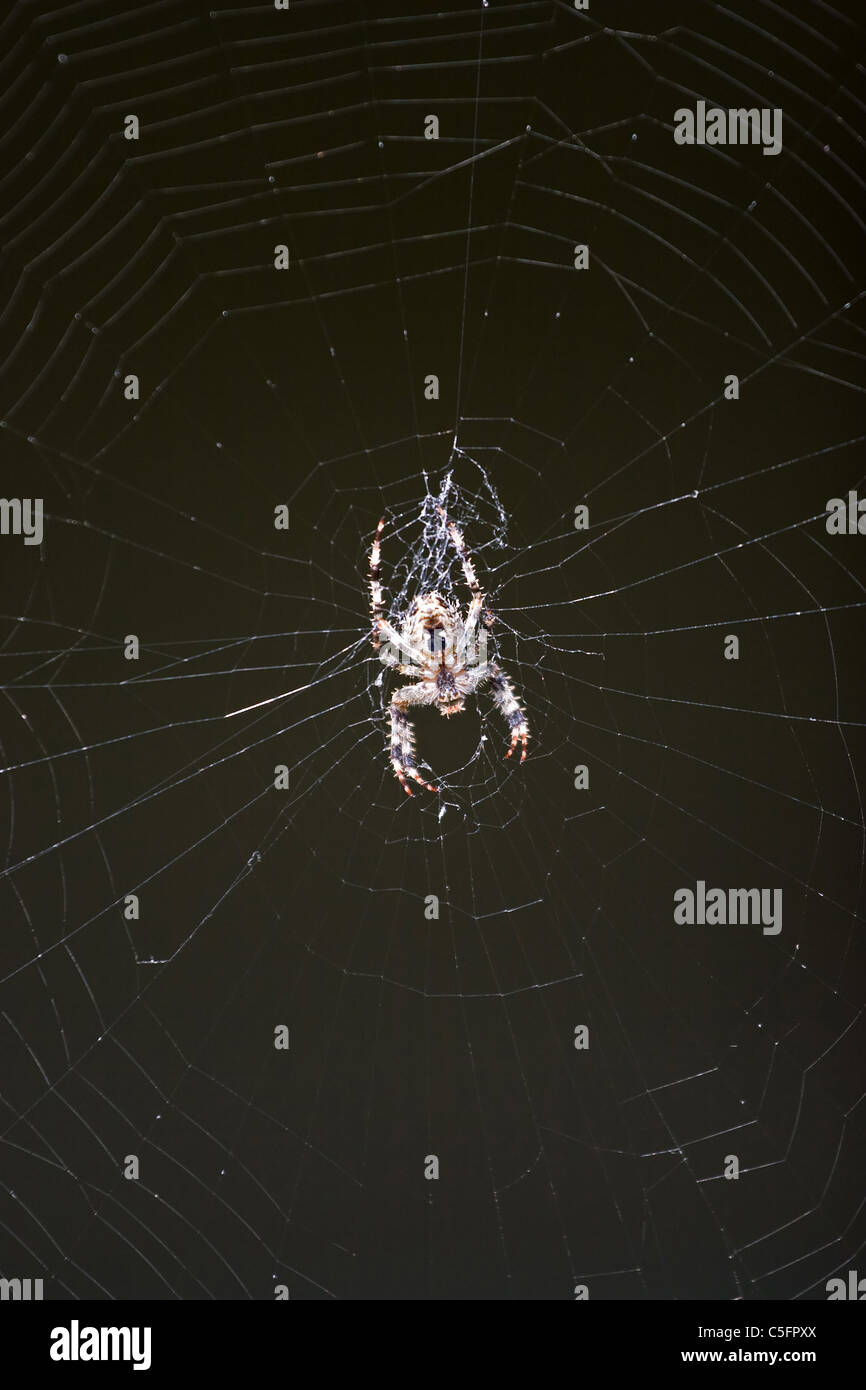 Wolf spider type hi-res stock photography and images - Alamy