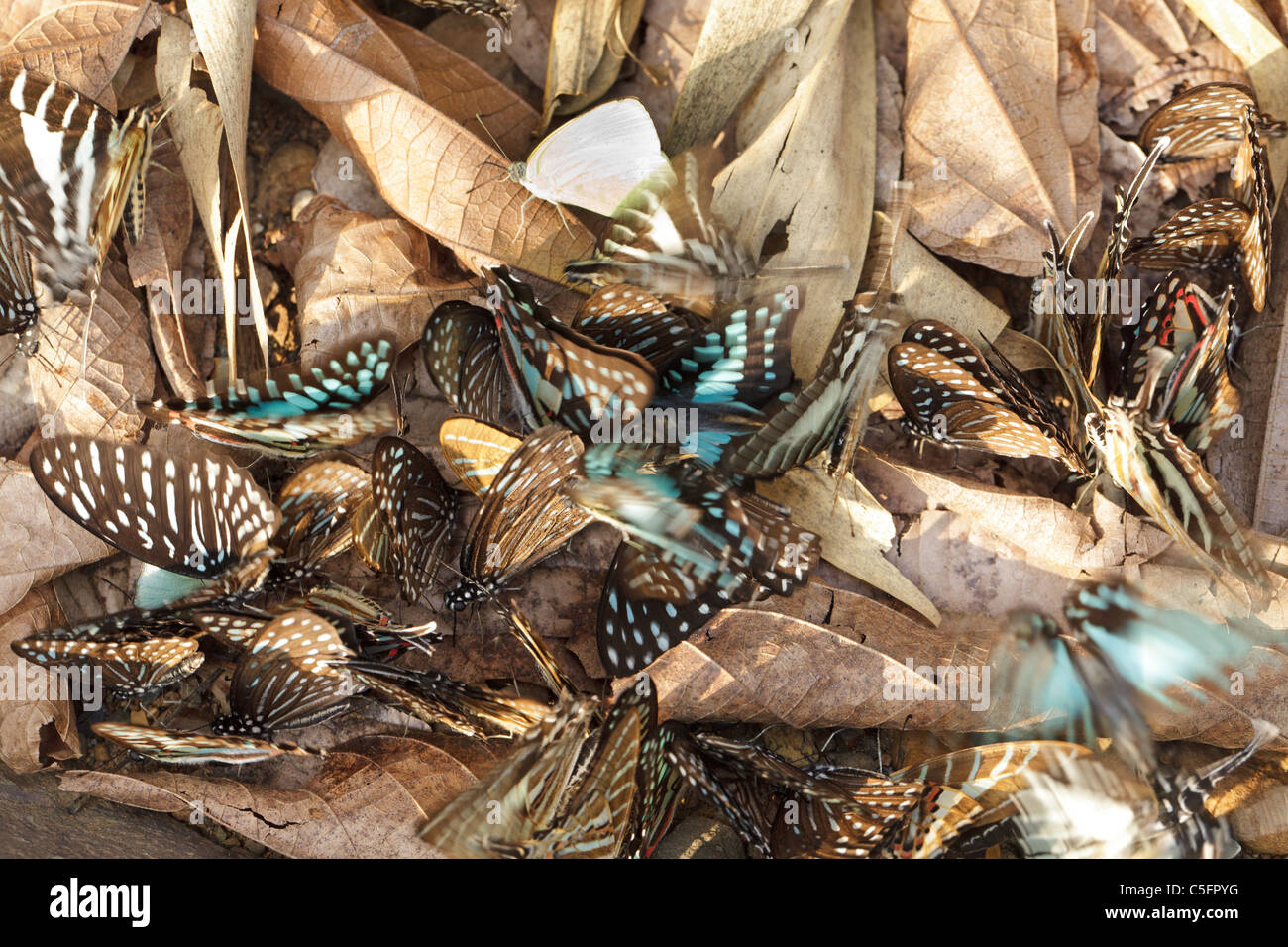 many tropical butterflies papilionidae gathering water in dry leaves ...