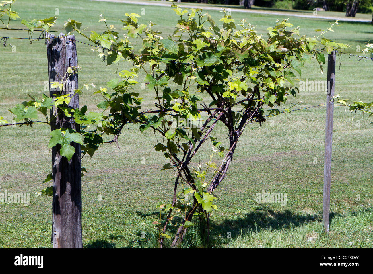 Grapevine in a vineyard Stock Photo - Alamy