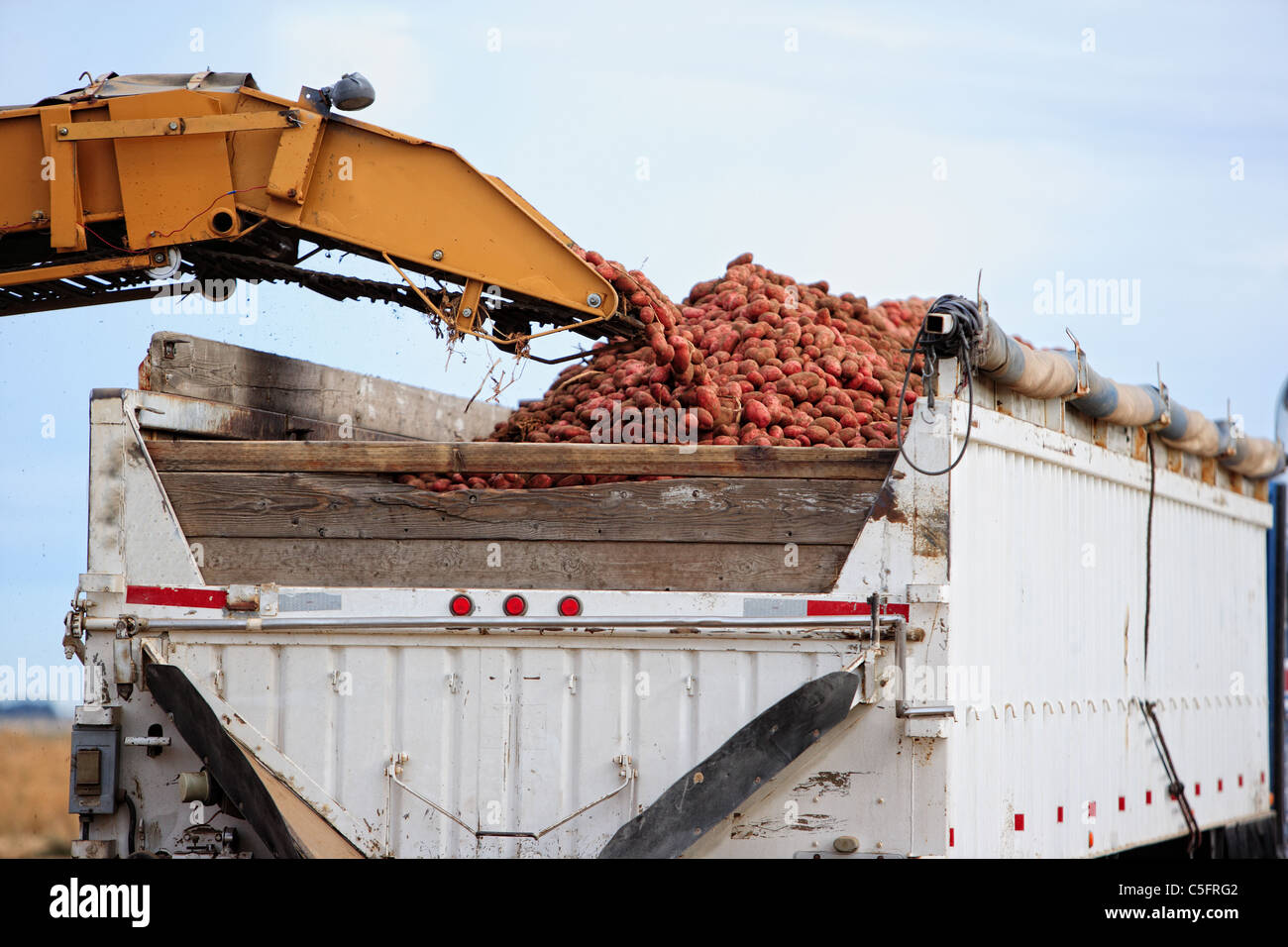Agriculture Potato Harvest Truck High Resolution Stock Photography and ...