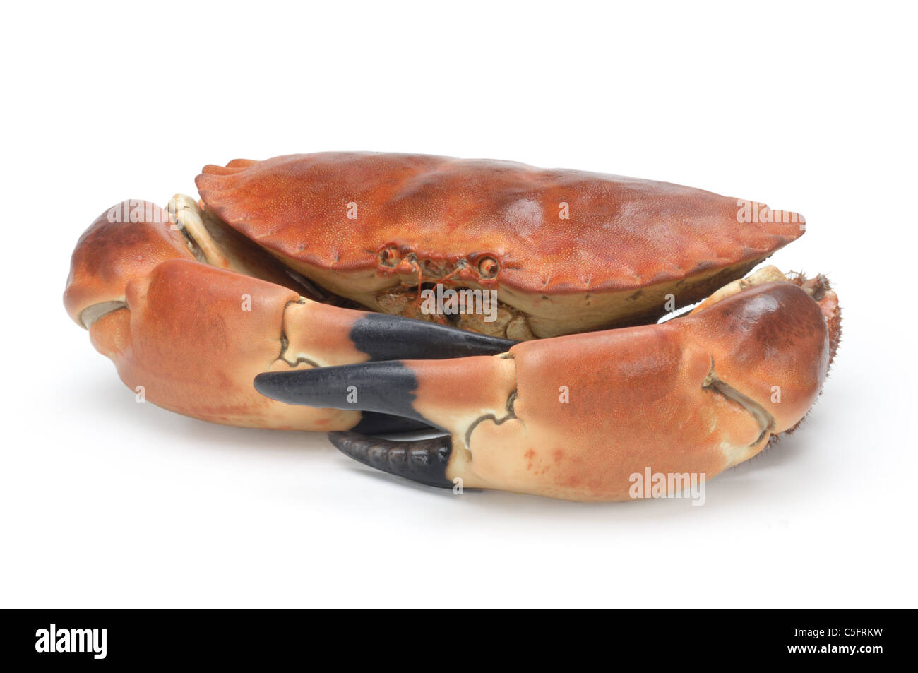 Cooked Edible Crab Cut Out Stock Images & Pictures - Alamy