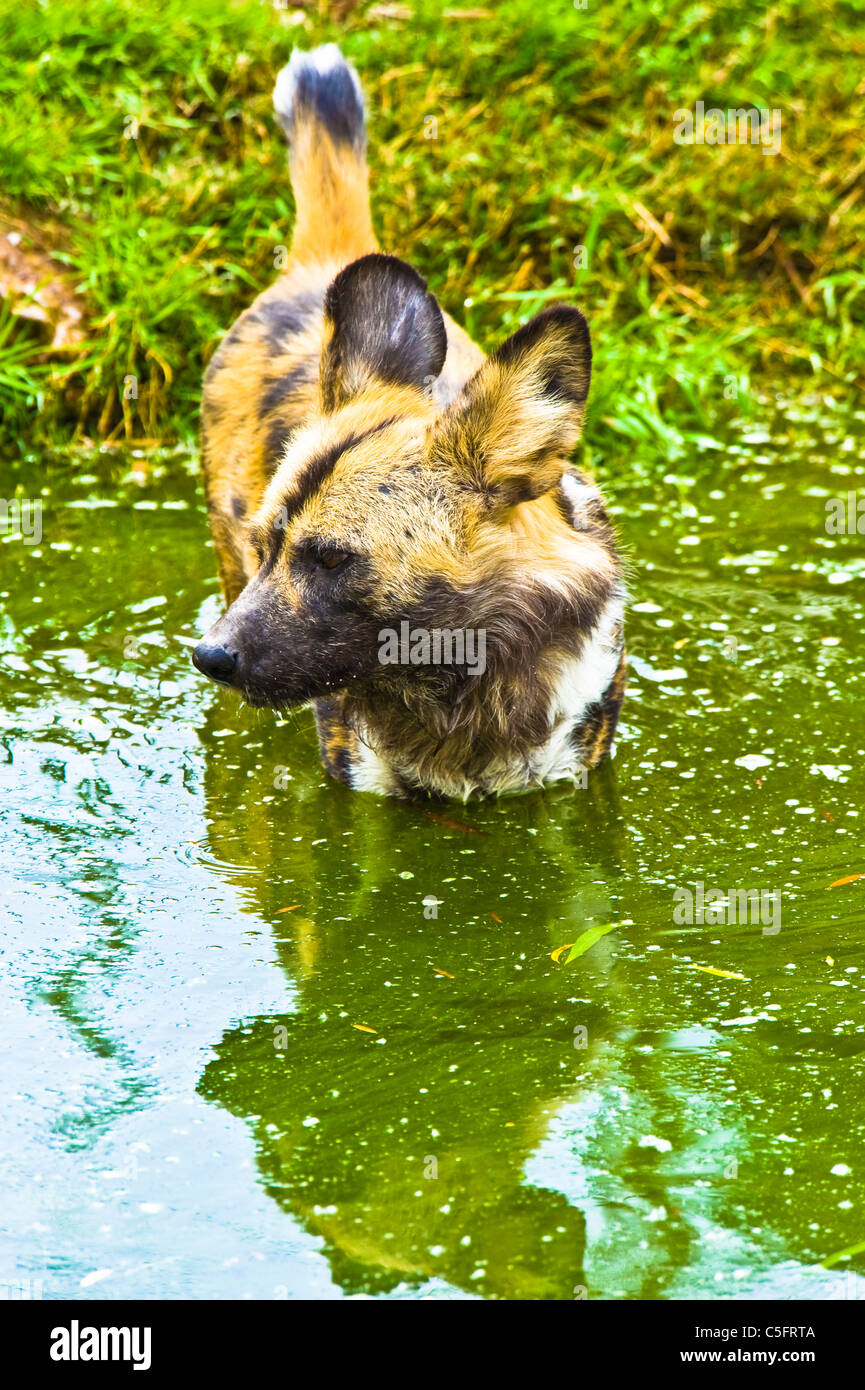 Lycaon pictus is a large canid found only in Africa, especially in ...