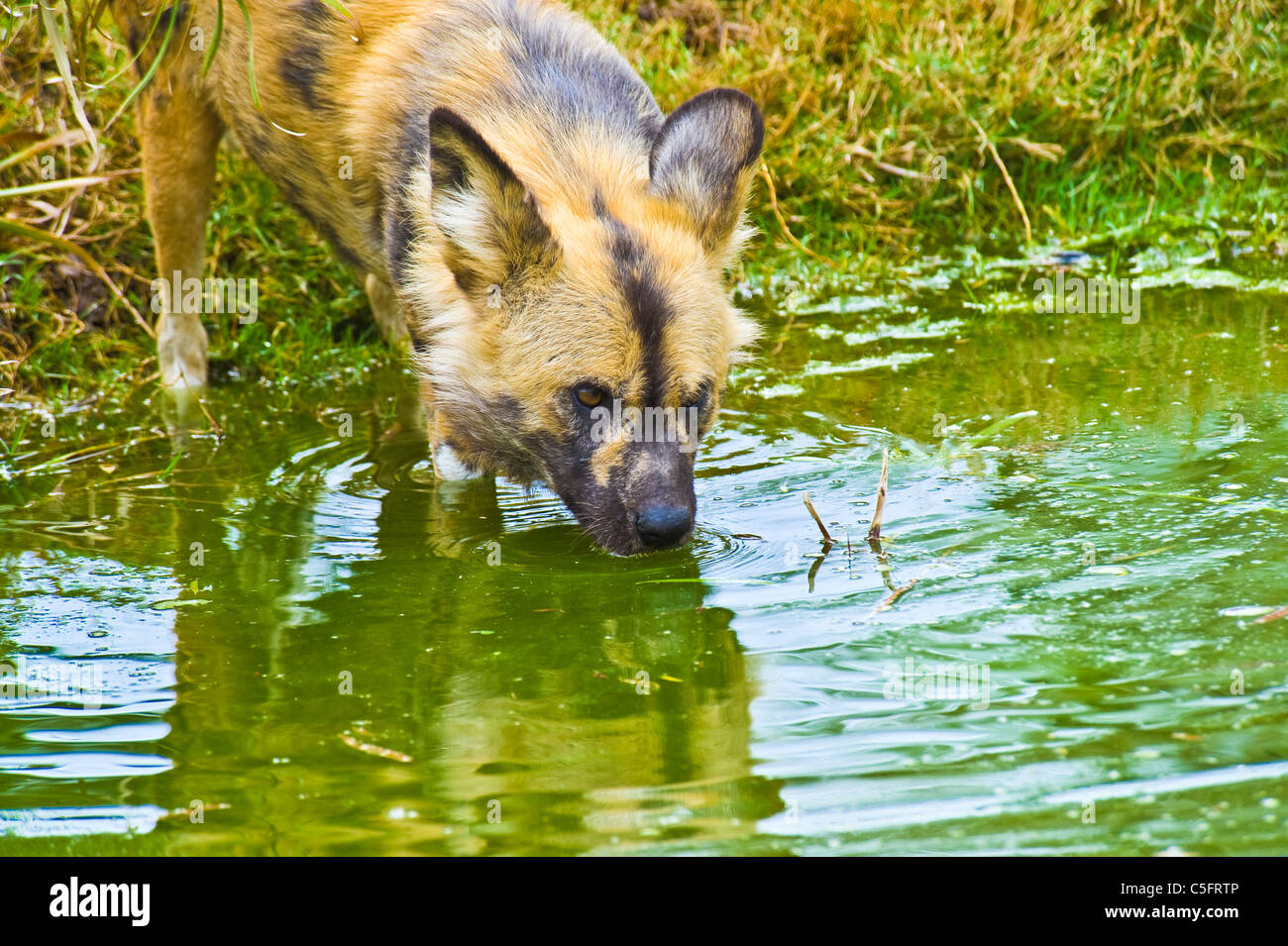 Lycaon pictus is a large canid found only in Africa, especially in ...