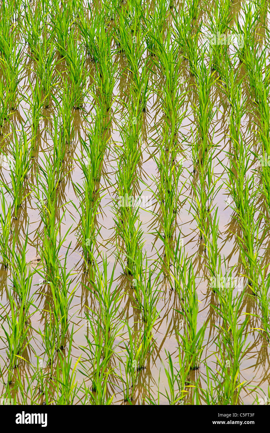 Young rice growing in Tho Ha village, on a small island 50 km north of ...