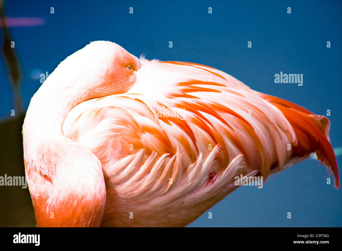 Flamingo sleeping hi-res stock photography and images - Alamy
