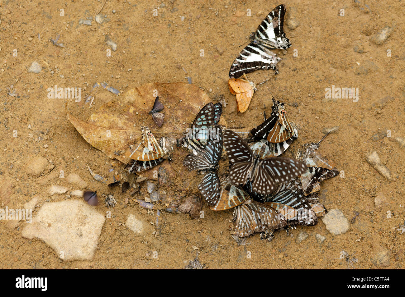 dead crushed tropical butterflies papilionidae on ground, thailand ...