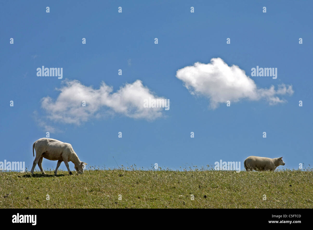 Blue texel sheep hi-res stock photography and images - Alamy