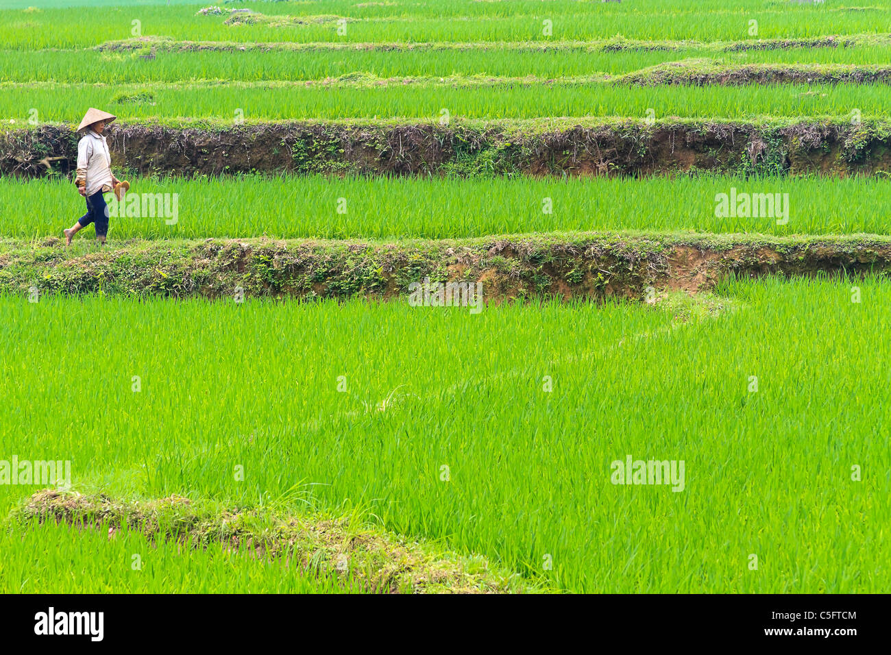 Woman in rice paddy in countryside outside Yen Village, 37 km north of ...
