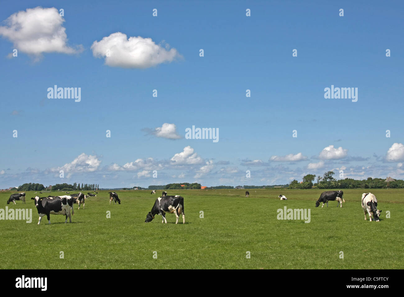 cows in grassland Stock Photo - Alamy