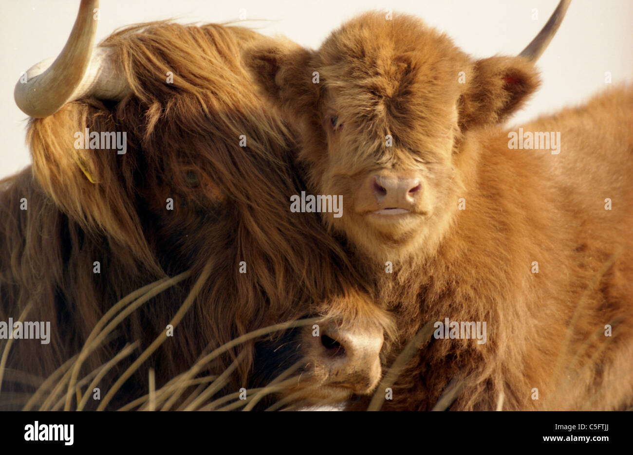 Mother cow with her calf Stock Photo - Alamy