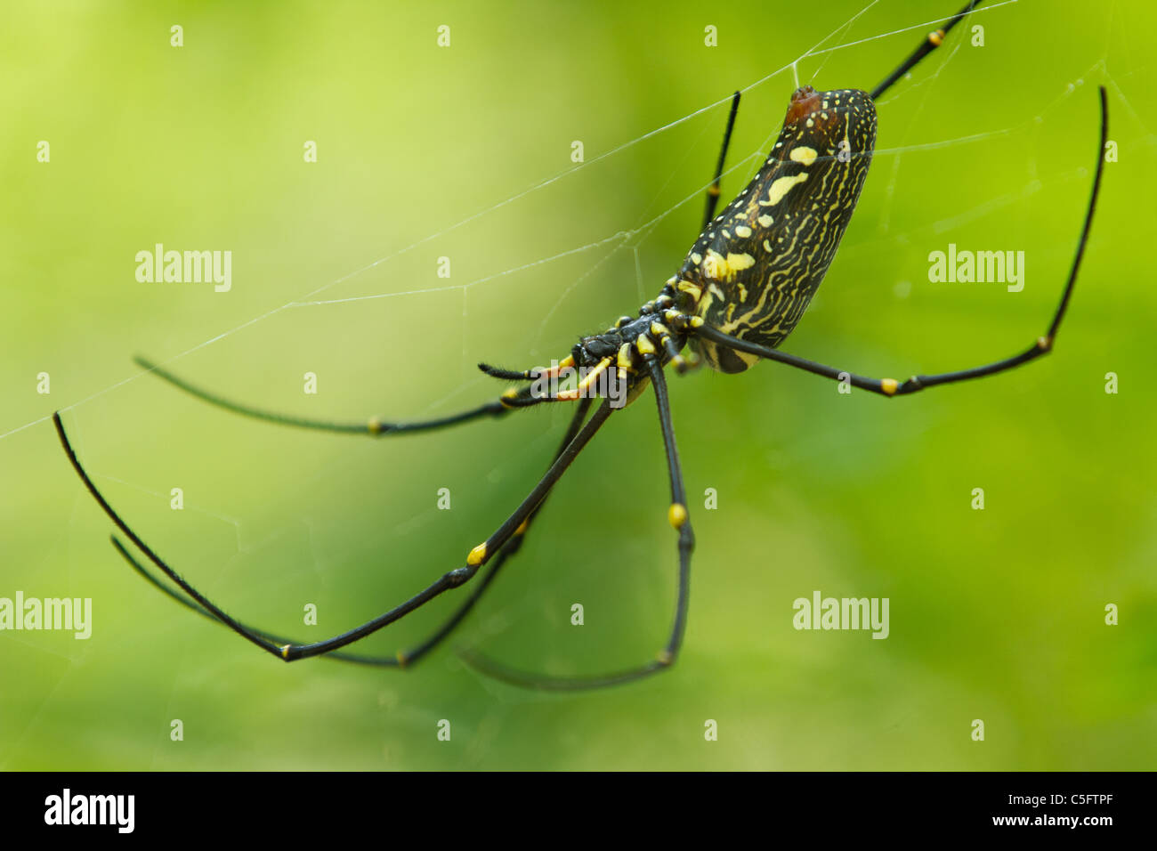 Spiders of thailand hi-res stock photography and images - Alamy